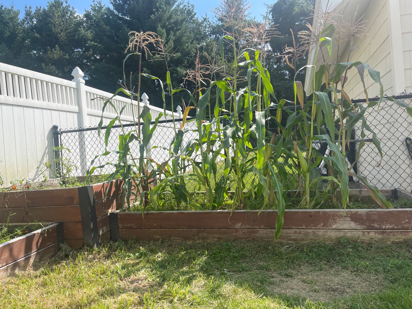 How To Grow Corn From Seed In A Small Garden - Master Influencer Magazine